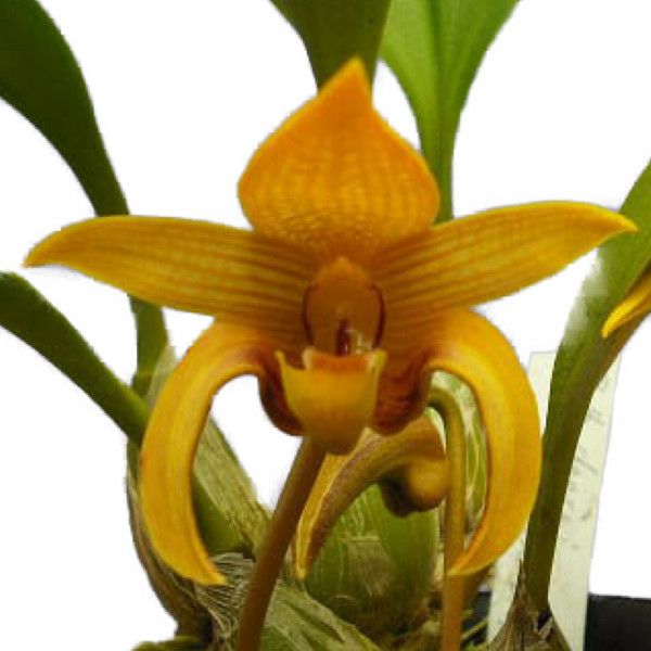 【花なし株】 バルボフィラム デアレイ ‘ショーナン’ Bulb.dearei ‘Shonan’ BM/JOGA 原種 3号鉢 20cm 開花 ...