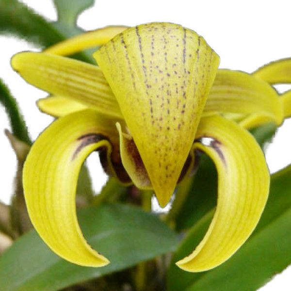 【花なし株】 バルボフィラム デアレイ ビッグフラワータイプ Bulb.dearei (Big Flower Type) (New Type ...