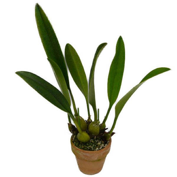 【花なし株】 エリア ロゼア Eria rosea 原種 3.5号鉢 25cm 開花サイズ(BS) | 洋蘭.jp