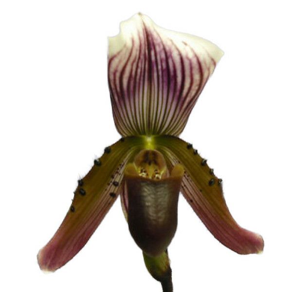 【花なし株】 パフィオペディラム カローサム Paph.callosum 原種 3号鉢 20cm 開花サイズ(BS) | 洋蘭.jp